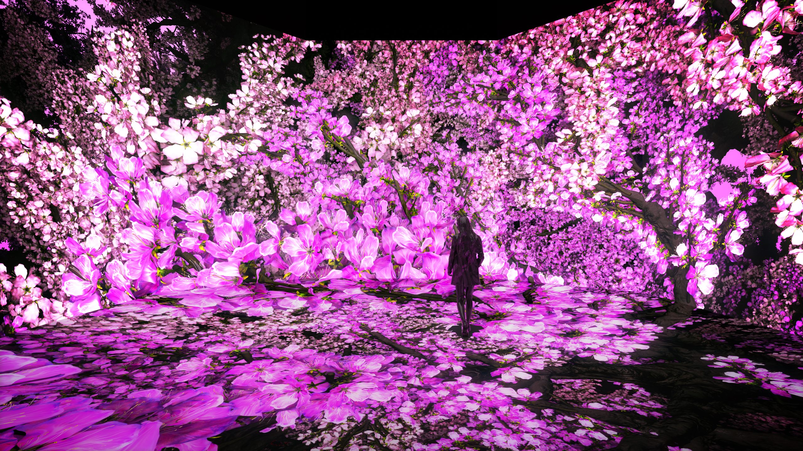 Zoom In on Cherry Blossoms With PIXELBLOOM - WCP