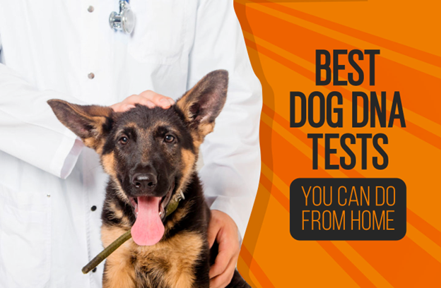 3 Best Dog DNA Tests You Can Do from Home in 2024