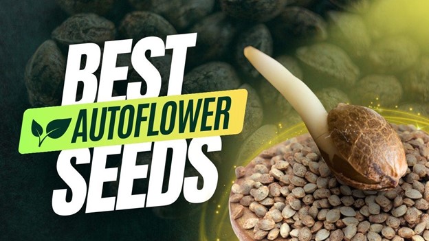 Top 7 Autoflower Seeds of 2025: High-Yielding Options for Increased Potency