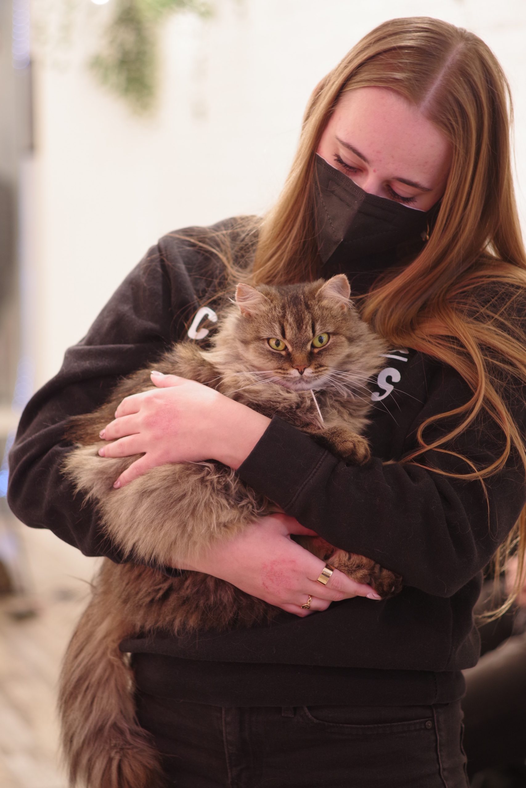 (Looking for) Homes for the Holidays: Ukrainian Rescue Cats