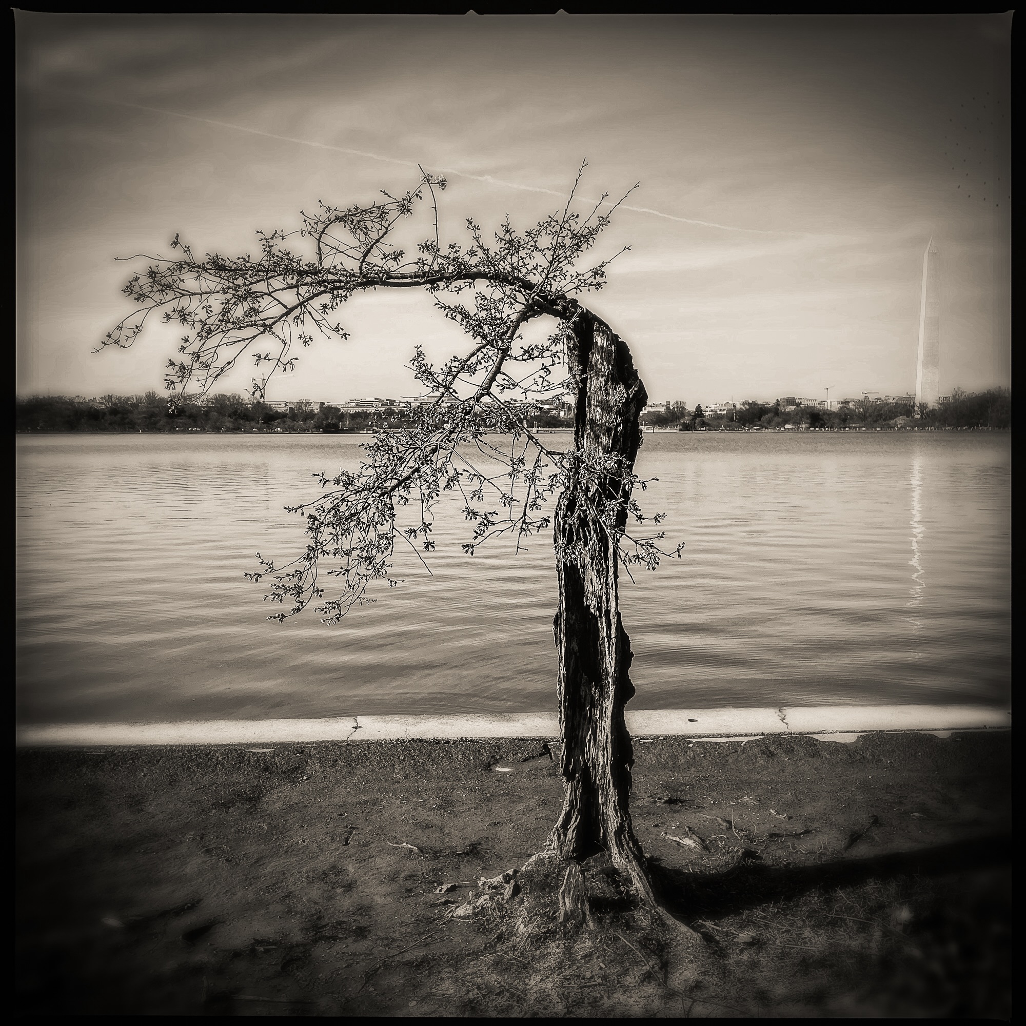 Remembering Stumpy: D.C.’s Most Perseverant Cherry Blossom Tree - WCP