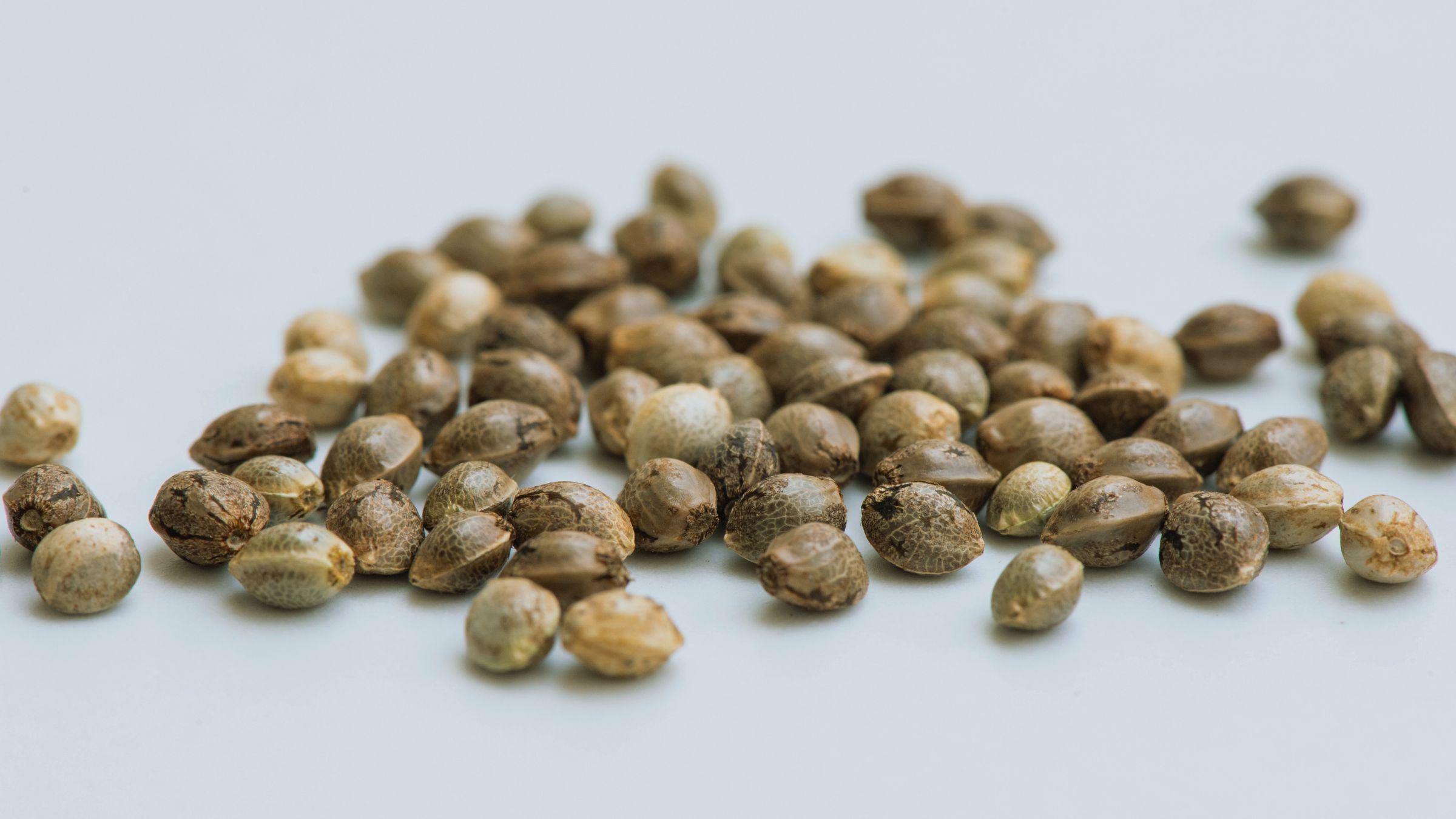 How to Germinate Cannabis Seeds Paper Towel, Water Soak, and Direct to Soil