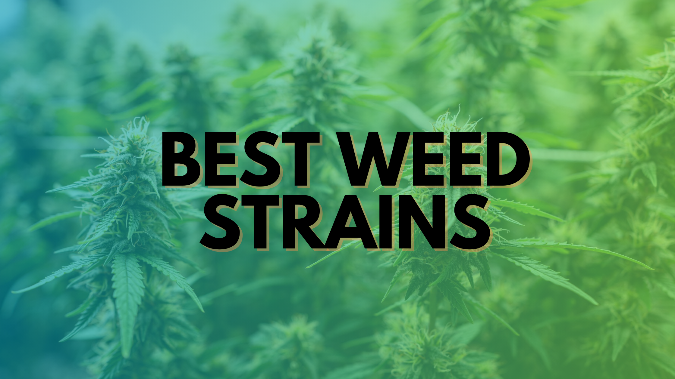 Best Weed Strains: Top Strains of Weed Every Grower