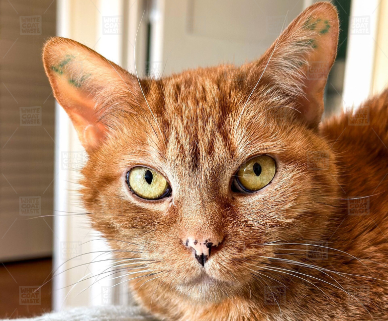 It's Time to Empty America's Cat Labs